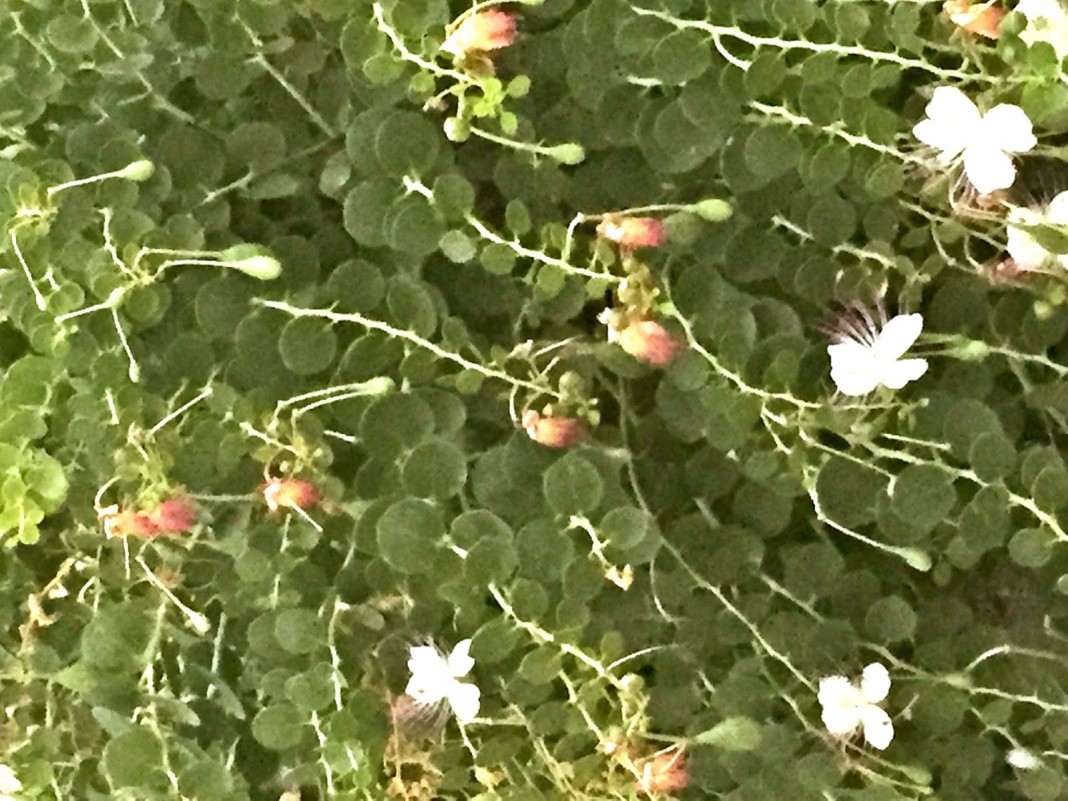 How to pickle capers! - twominutesangie