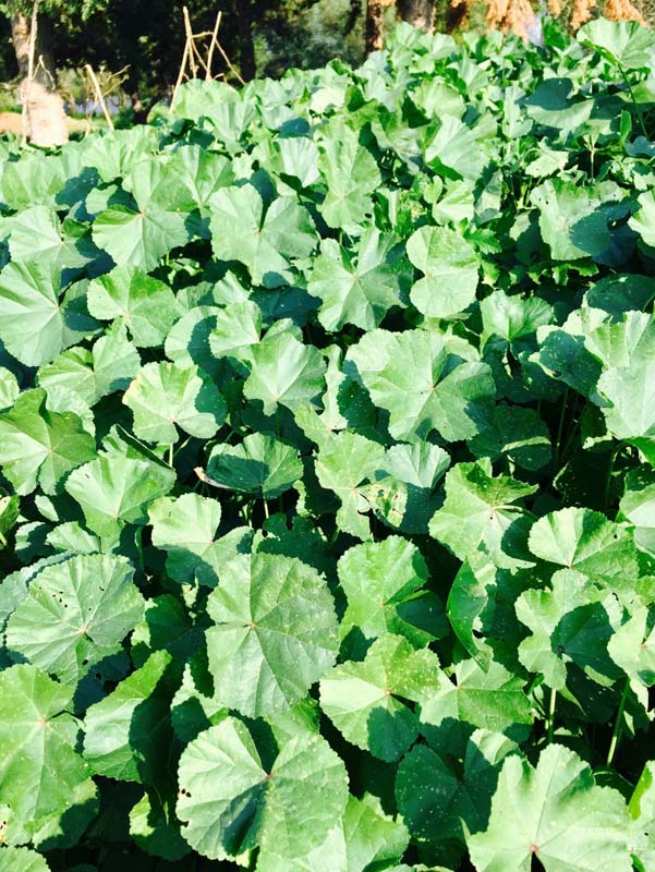 Μολόχα - twominutesangie