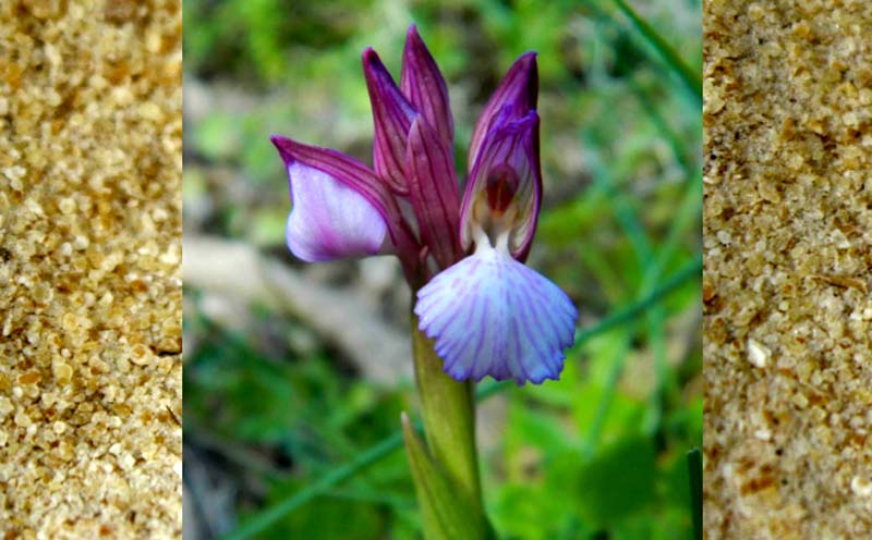 Σαλέπι: μια ιστορία και μια συνταγή! - twominutesangie